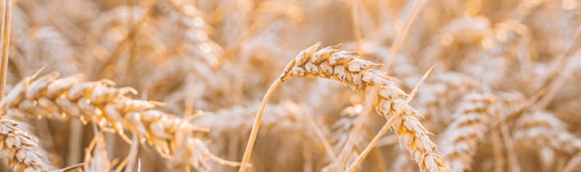 Fermented Wheat Germ Extract for Cancer - CancerChoices